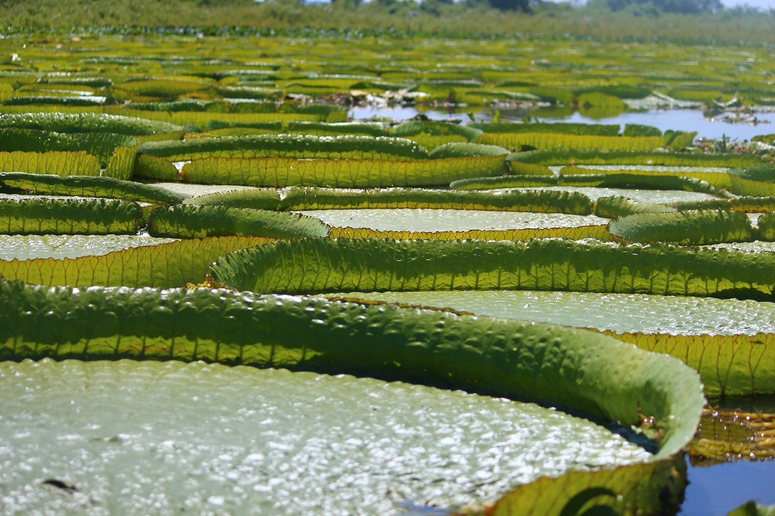 yrupe 2 | RDN - Noticias de Paraguay